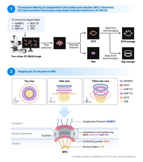 Image result for Nuclear Pore Complex Super Resolution