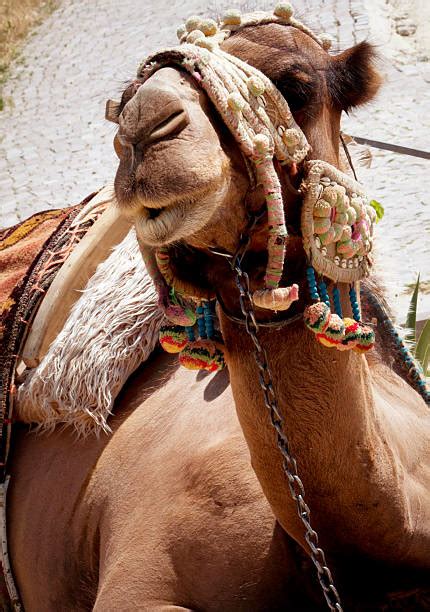 Image result for Pyramid Close Up