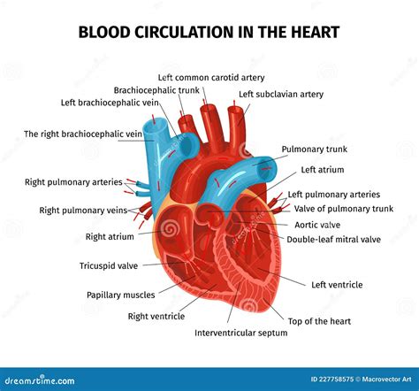 Image result for Heart Circulation Animation