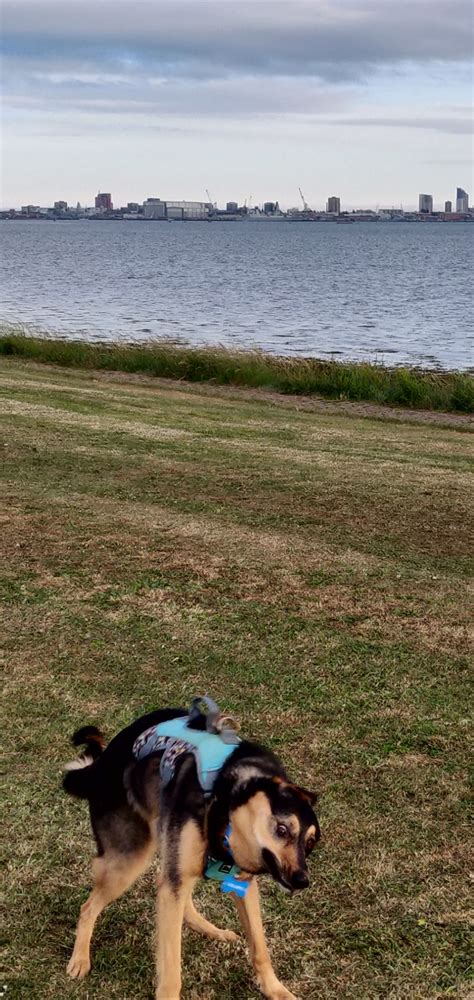 Image result for Perfectly Normal Dog