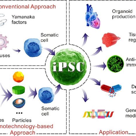 Image result for IPSC Reprogramming
