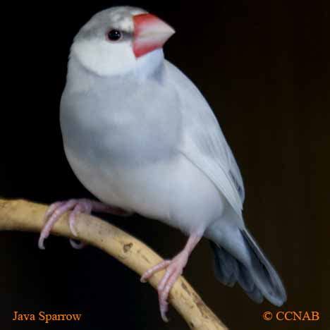 Image result for Faun Java Sparrow