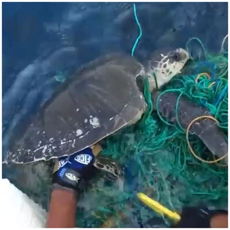 Image result for How to Catch a Turtle with a Net