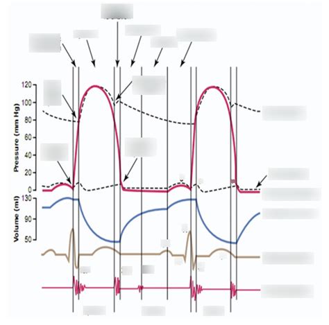 Image result for Cardiac Cycle Graph