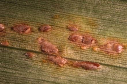 Image result for Common Rust