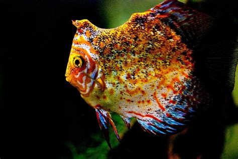 Image result for Discus Fish Varieties