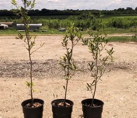 Image result for Live Oak Tree Planting Tips