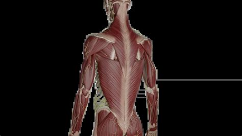 Image result for AVG Back Shape