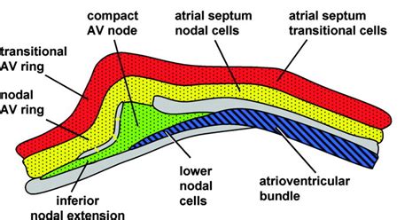 Image result for AV Node