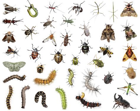 Image result for Insects Animals List