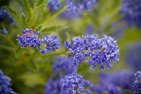 Image result for Sharp Depth of Field