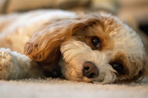 Image result for Cavapoo Eyes