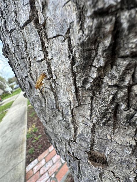 Image result for Ash Tree Bug