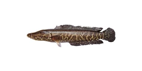Image result for Red Line Snakehead Fish