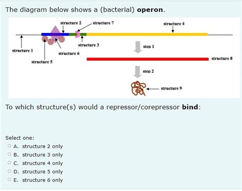 Image result for Structure of an Operon