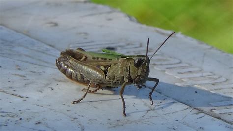 Image result for Cricket Insect Types