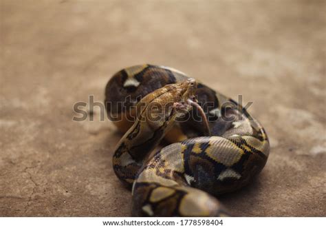 Image result for Snake Python Next to Food