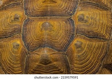 Image result for Empty Turtle Shell