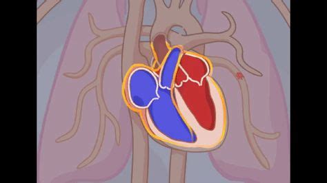 Image result for Heart Pumping Animation
