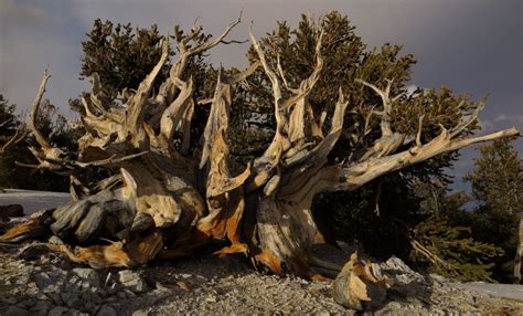 Image result for Prometheus Tree