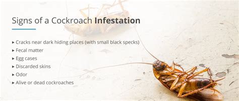 Chapter 4: Signs of a Cockroach Infestation | Pestech
