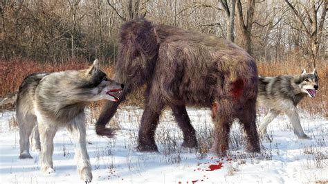Image result for Extinct Wolves