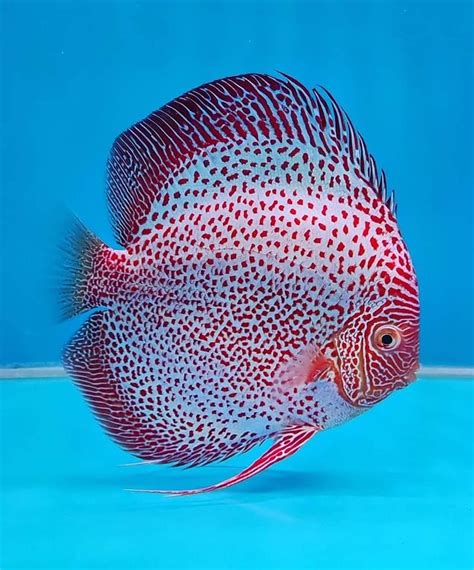 Image result for White Discus Fish