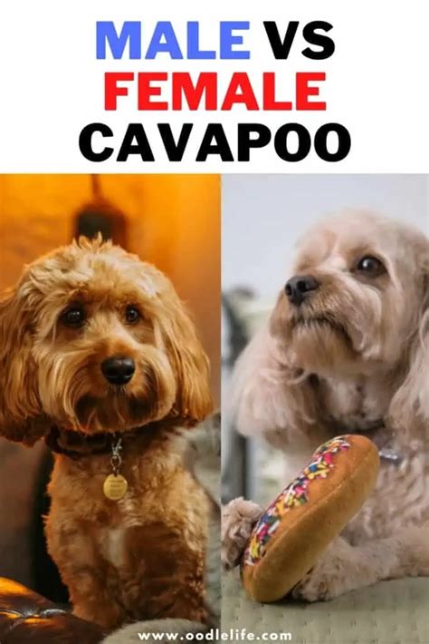 Image result for Male Cavapoo