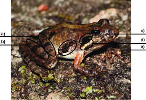 Image result for Morphological Traits Examples