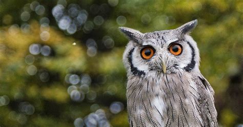 Image result for Craigndave Python Objects