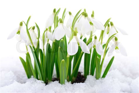 Image result for Snowdrop Snow
