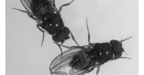 Image result for Fly Vision Stimulus