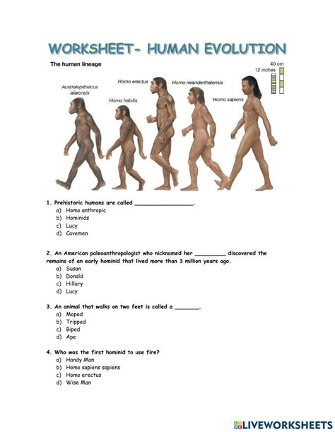 Image result for Human Evolution Worksheet
