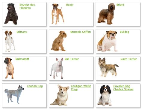 Image result for Normal Dog List