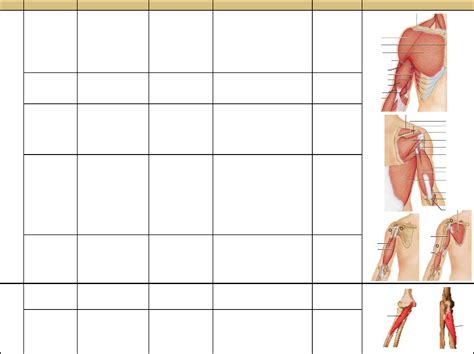 Image result for Body Building Muscle Chart