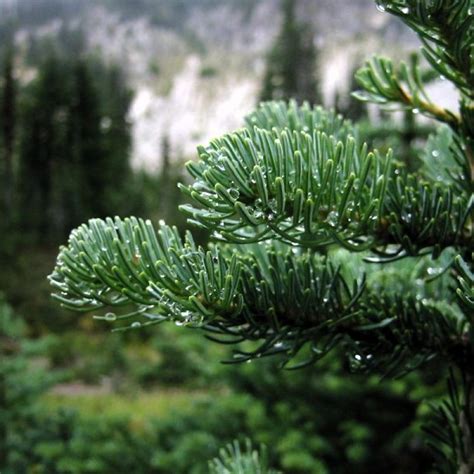 Image result for Subalpine Fir Tree