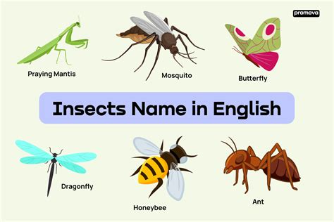 Types Of Insects And Their Names Unbeatable Offers | micoope.com.gt