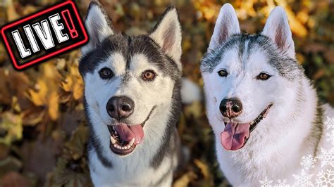 Image result for Snow Dogs Vlogs Mail