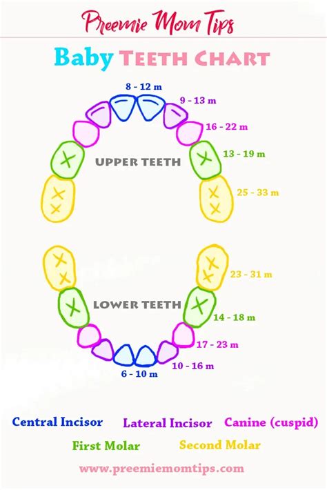 Baby Teething Symptoms: A Guide for New and Experience Parents