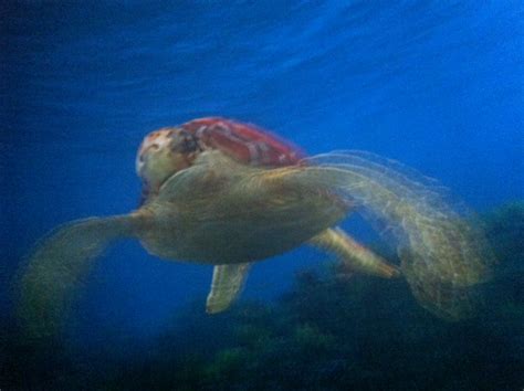 Image result for Turtle Trek