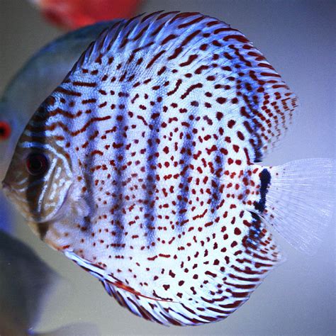 Image result for Ruby Red Discus