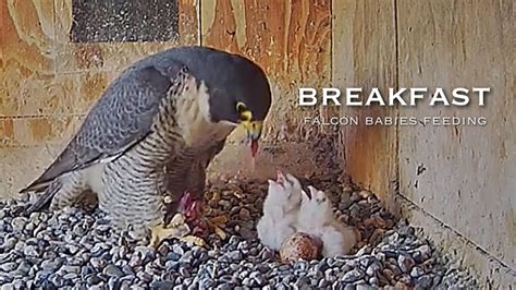 Image result for Box Camera Falcon