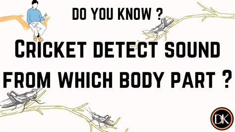 Image result for Cricket Insect Sound