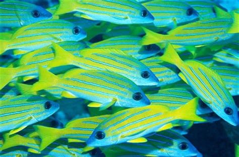 Image result for Color Cast Fish