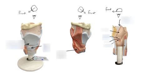 Image result for How to Build Neck Muscles Chart