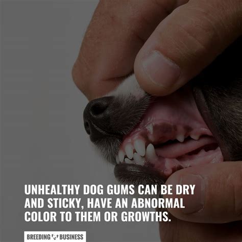 Image result for Normal Dog Gum Color