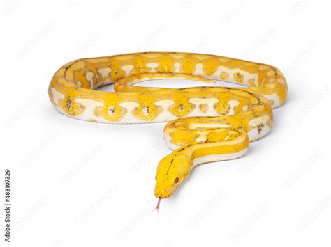 Image result for Reticulated Python Female