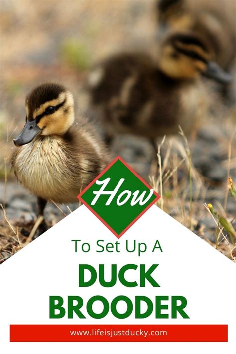 Image result for Brooding Ducks