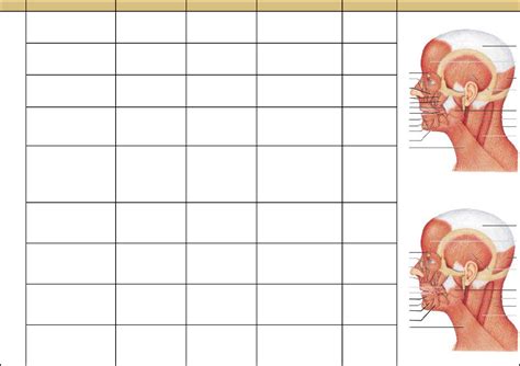 Image result for Body Building Muscle Chart