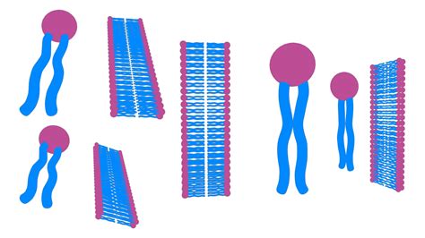 Image result for Phospholipid Structure Model